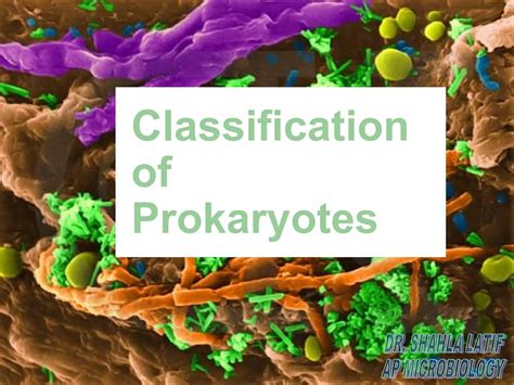 [micro] Classification Of Prokaryotes Ppt