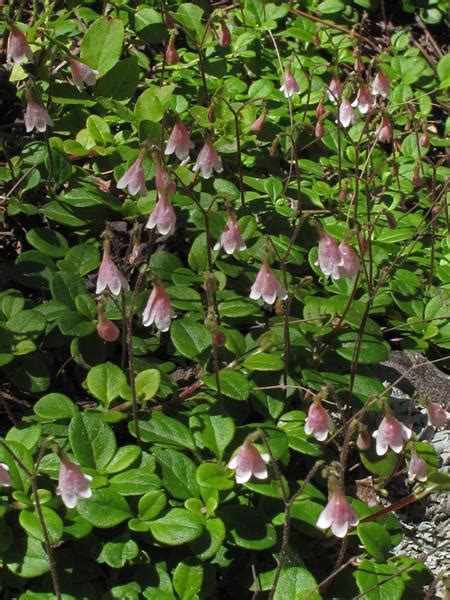 Linnaea Borealis Var Lonlora American Twinflower Fsus