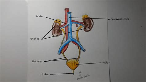 Agradable Hacer Recomendado Sistema Urinario Dibujo Regresa Lectura The Best Porn Website