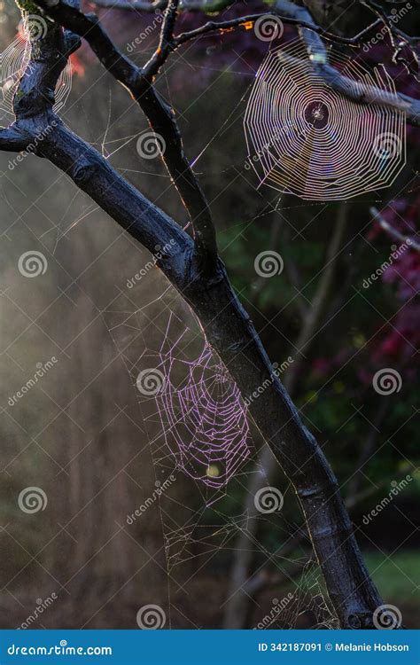 Morning Autumnal Light Shining On Spider S Webs Between Tree Branches With A Shallow Depth Of