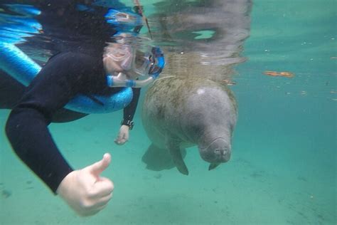 2024 Guided Small Group Manatee Snorkeling Tour With In Water Photographer