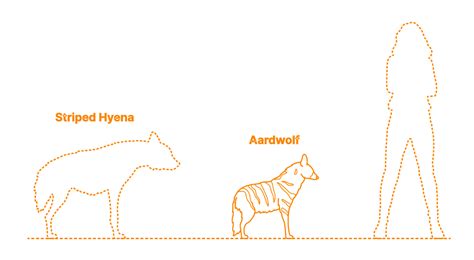 Aardwolf Proteles Cristata Dimensions And Drawings