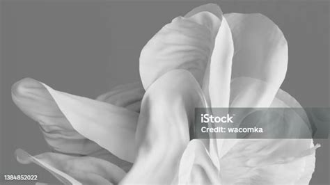 3d 렌더링 부동 흰색 커튼과 추상적 인 배경 섬유 매크로패션 벽지 추상적인에 대한 스톡 사진 및 기타 이미지 추상적인 면사포 직물 Istock