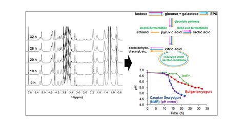 Lactic Acid Fermentation Yogurt