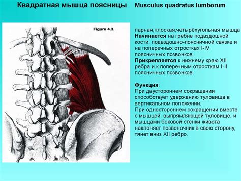 Мышцы поясницы презентация онлайн