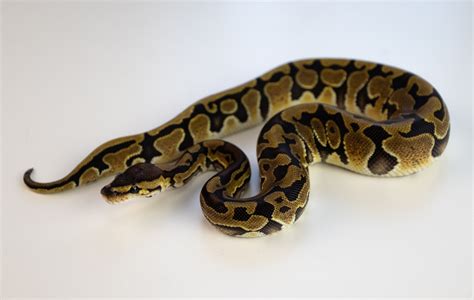 Python Piłkę Wąż Gad Darmowe Zdjęcie Na Pixabay