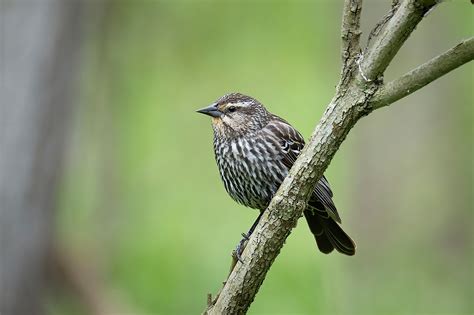 Bird Feathers Perched Free Photo On Pixabay Pixabay