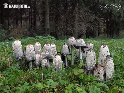 Gauruotasis Mėšlagrybis Nuotraukos Paveikslėliai