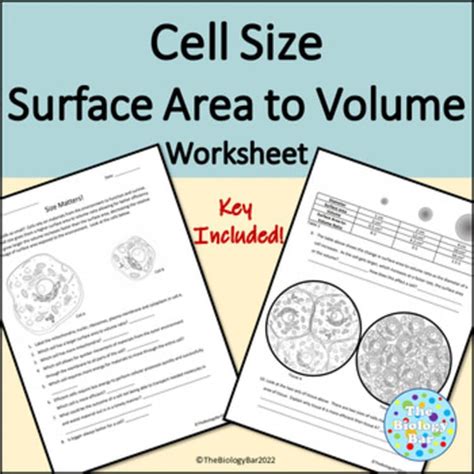Cell Efficiency Worksheet Surface Area Volume And Size Analysis