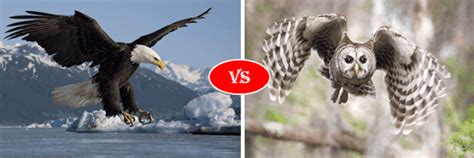 Owl Vs Eagle Fight Comparison Who Will Win
