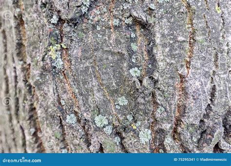 Tree Bark Structure Stock Image Image Of Moss Natural 75295341