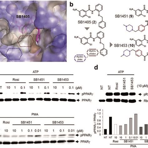 Rational Optimization Of Covalent Pparγ Phosphorylation Inhibitors For