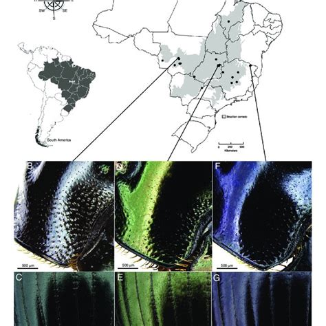 A Known Distribution Of Dichotomius H Smaragdinus Anterior Angle