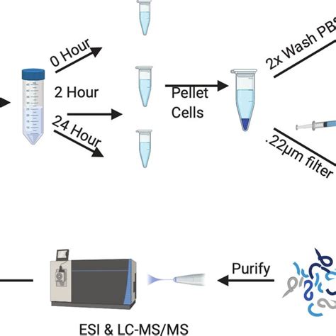 Experimental Design And Mass Spectrometry Based Proteomics Workflow