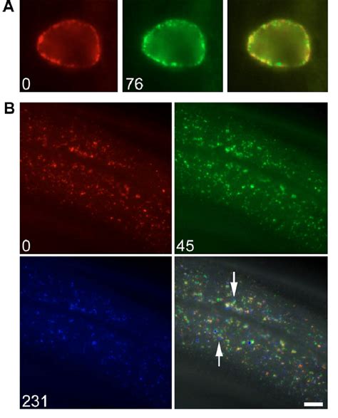 Dab 1gfp Puncta Are Highly Dynamic A Images Taken From A