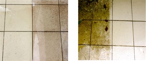 How To Remove Algae Effective Methods For Concrete And Tiles
