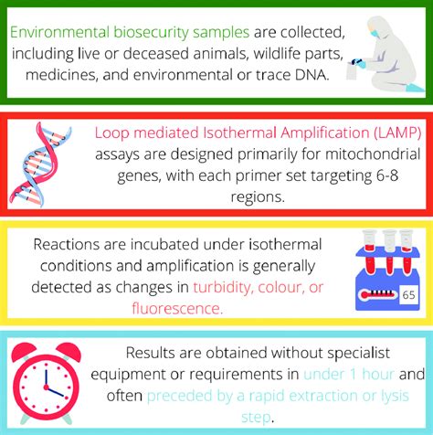 Workflow Indicating The Integration Of Loop Mediated Isothermal Download Scientific Diagram