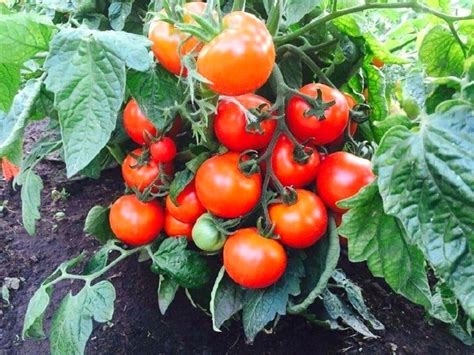 Лучшие сортa низкорослых томатов каждого вида Дачникам на заметку Самые урожайные низкорослые