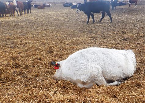 Post Mortem Grain Overload Bovine Veterinarian