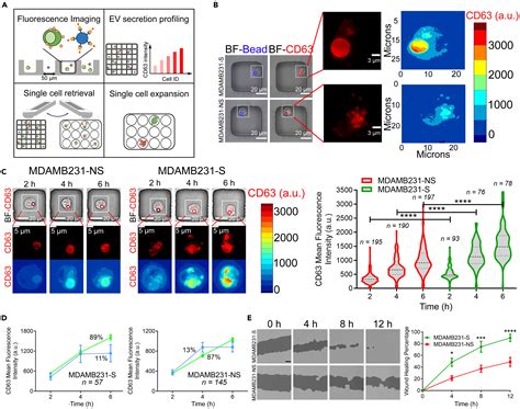 Identifying Signatures Of Ev Secretion In Metastatic Breast Cancer
