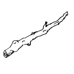 Twig Clipart Black And White