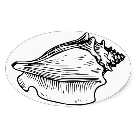 How To You Draw A Conch Shell ClipArt Best