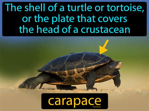 Carapace Definition And Image Radience Gaming