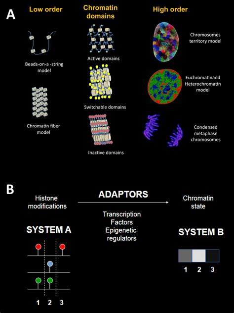 Chromatin Spatial Organization And Relationship With The Histone Code