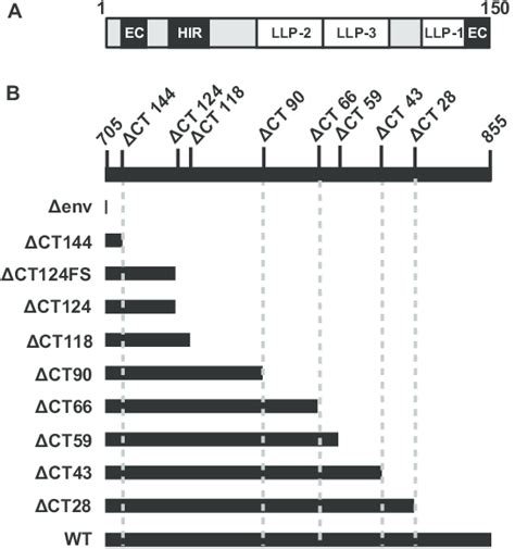 Schematic Of Gp41 Cytoplasmic Tail Ct Truncation Mutants A
