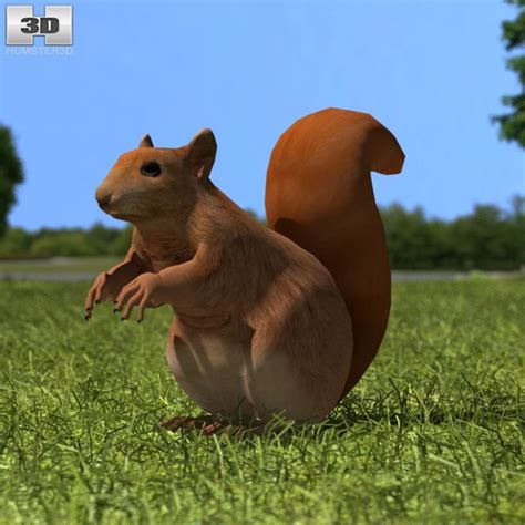 Squirrel 3d Models Download
