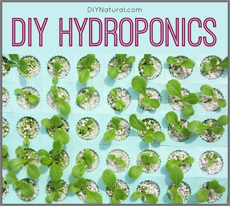 Making A DIY Hydroponics System At Home