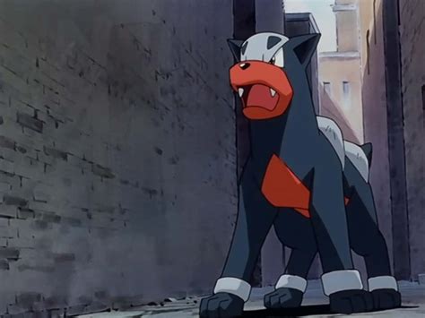 Download Houndour In The Pokemon Anime Wallpaper