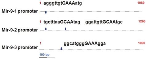 Sequences Matching Putative Binding Sites For Cebp Transcription Download Scientific Diagram