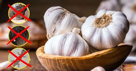 9 Surprising Health Benefits Of Goosegrass You Need To Know