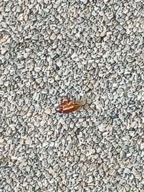 Ottawa Canada Found This In My Room Is It A Roach Egg Case I Really Hope Not Rwhatisthisbug