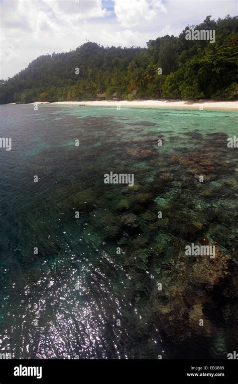 Healthy Coral Reef Off Beach Gam Island Raja Ampat Papua Province