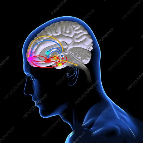 Ventral Tegmental Area