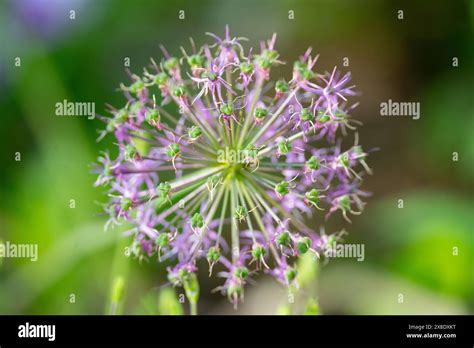 Flower Allium Nigrum Black Garlic Garden Wildflower Blossom