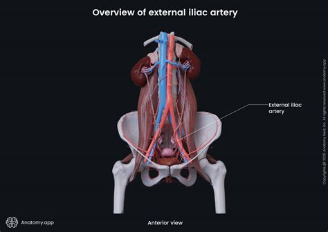 Overview Of External Iliac Artery Female Anatomyapp
