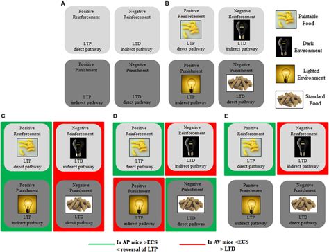 Modeling Striatal Plasticity Of Direct And Indirect Pathways In Download Scientific Diagram