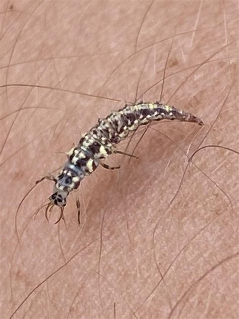 Freaky Tiny Bug Found Northeastern Washington Summer 2023 R