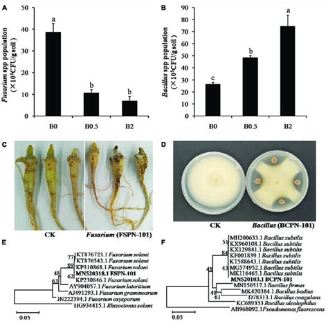 The Isolation And Identification Of Pathogen Fusarium And Download Scientific Diagram