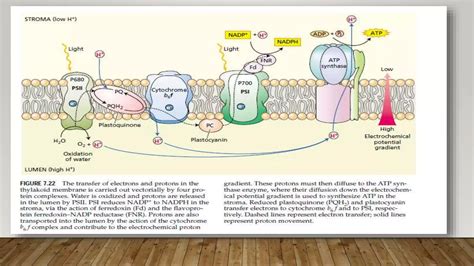 Coupling Factors And Mechanism Of Atp Synthesis And PPT