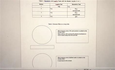 Solved Table 1 Diffusion Of Potassium Permanganate And Chegg Com