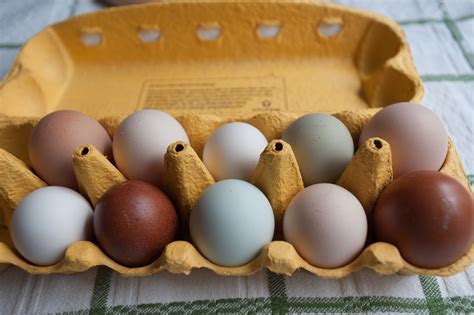 Shell Colour Decoded Does It Impact Egg Quality Shell Colour Decoded Does It Impact Egg Quality