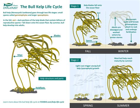 From Spore To Shore The Life Cycle Of Kelp Fishbio Fisheries
