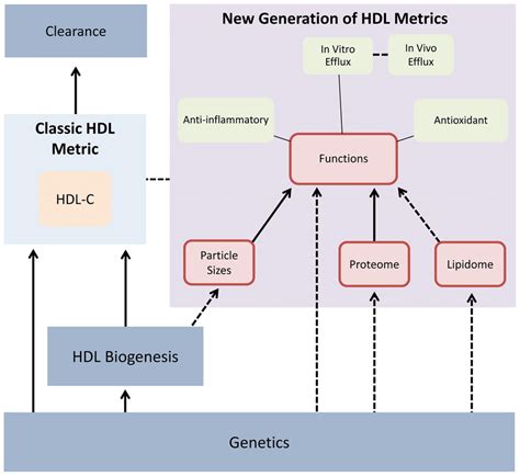 Overview Of The Regulation And Interaction Of Traditional And Novel Hdl