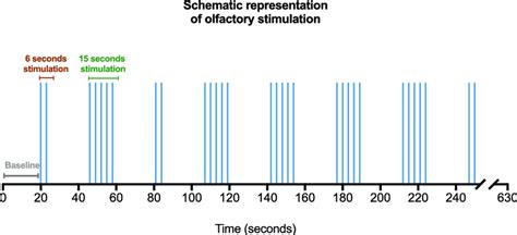 Schematic Representation Of The Fmri Experimental Design Two Different Download Scientific