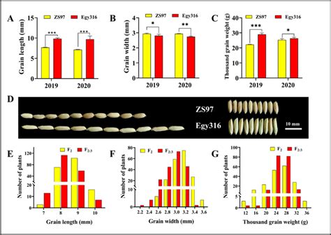 Comparison Of Grain Shape Traits Between Zs97 And Egy316 In 2019 And