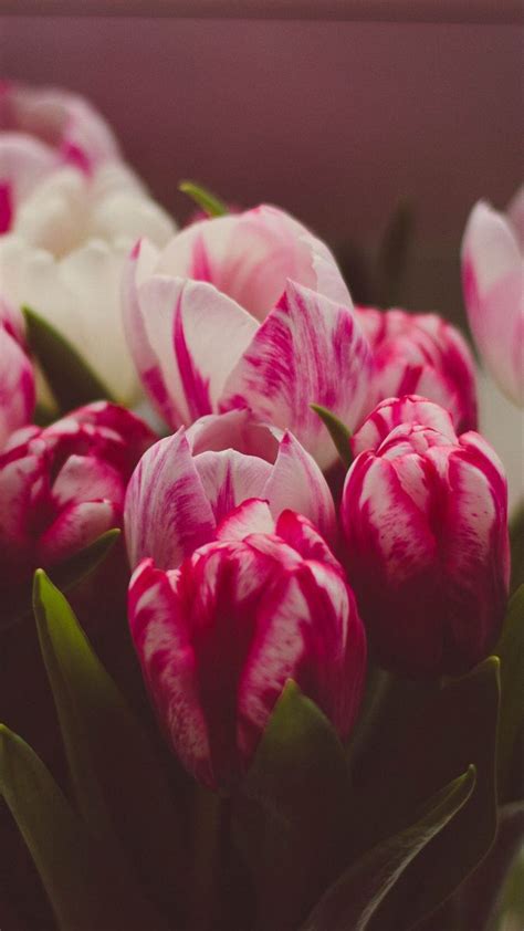 Пин от пользователя Arina на доске Flowers Фотографии цветов Выставка цветов в челси Простые